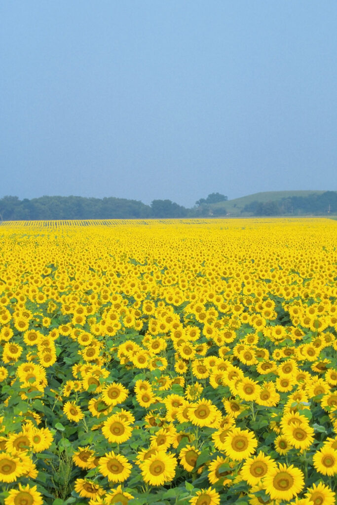Savage stampana VINYL pozadina 1.5m x 2.2m SUNFLOWER FIELD - Josipović ...